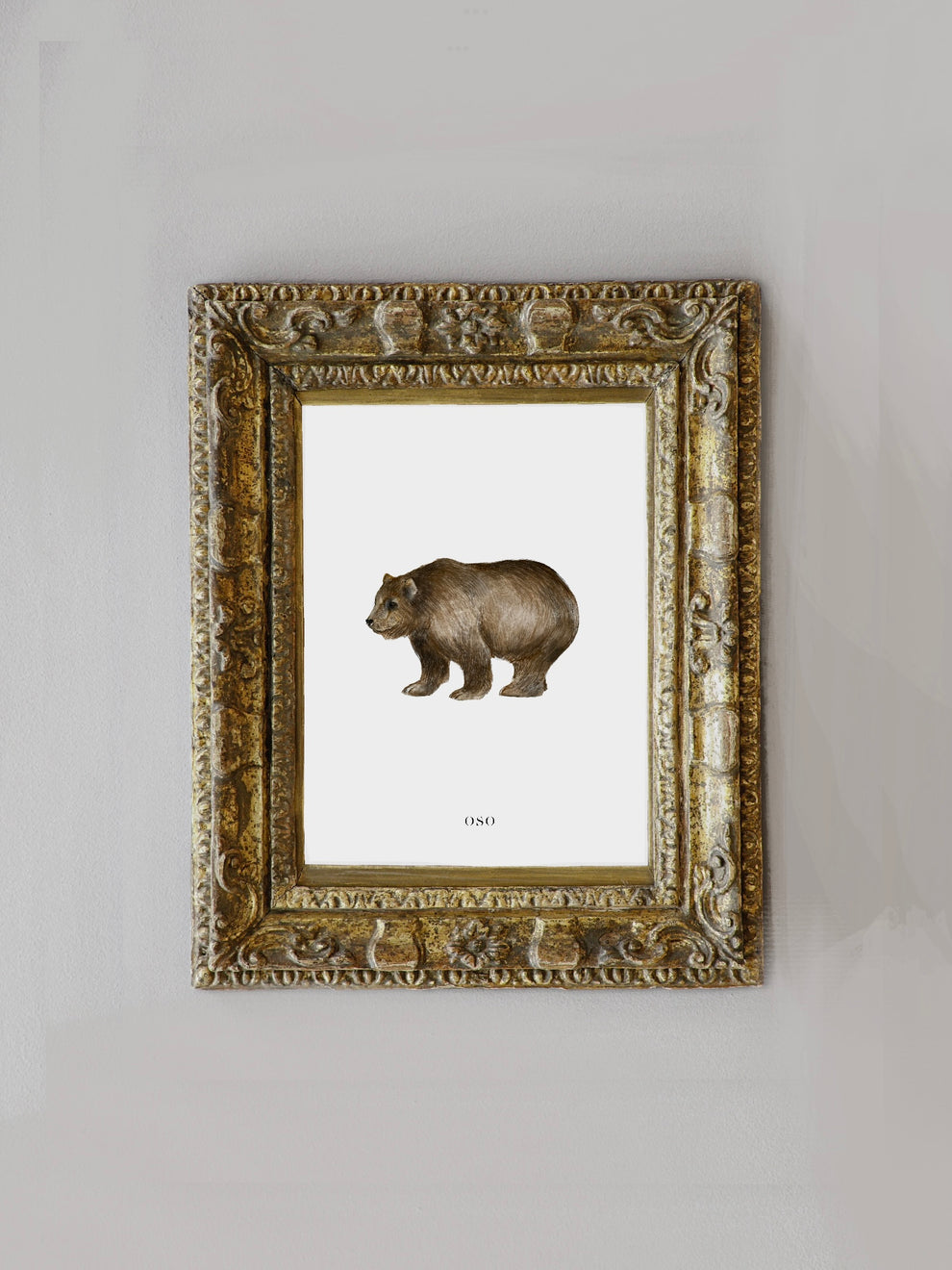 Lámina Oso – My Store